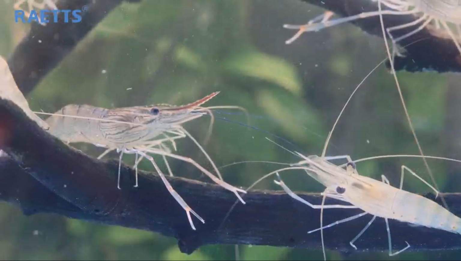 RAETTS Blower for landfill leachate wastewater treatment